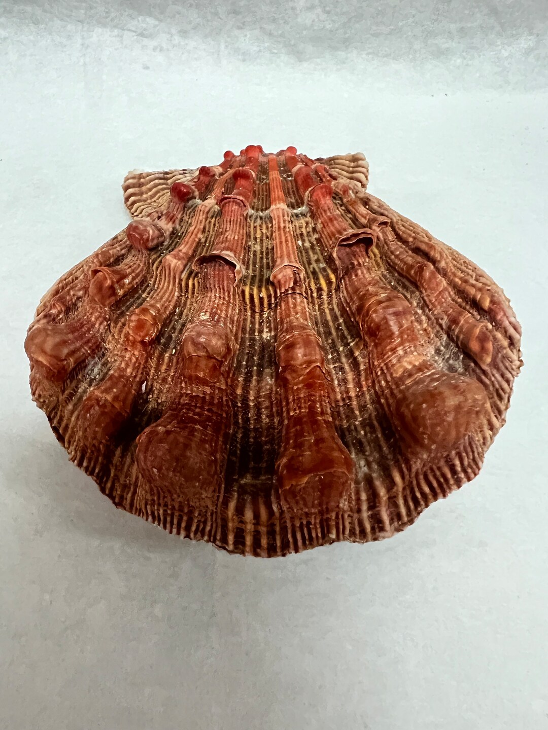 Natural Lion Paw Scallop PAIR Shell Unique Seashell Coastal - Etsy