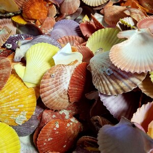 Bright Tropical Scallop Pectin Nobilis Shells Seashells Coastal ...