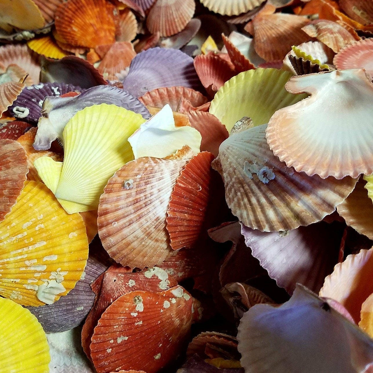 Bright Tropical Scallop Pectin Nobilis Shells Seashells | Etsy