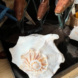 Lightning Whelk 5-6 Shells Left Handed Sinistral Seashells State of ...