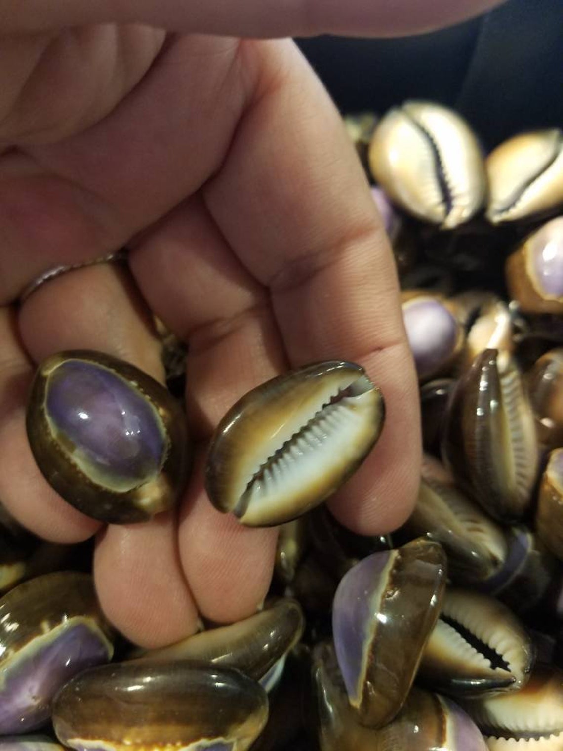 Purple Eyed Snakehead Serpents Head Cowrie Cowry Shells - Etsy