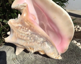 Conch Shell Hole - Etsy