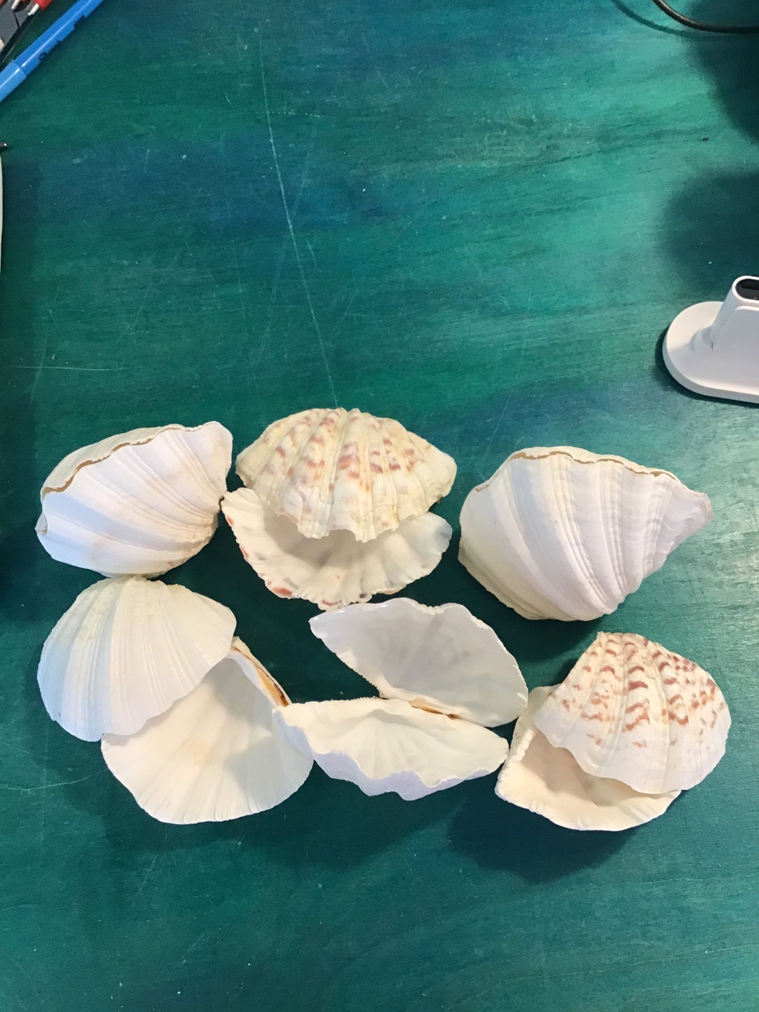 China Clam Pairs Shells Clams Seashells Set Halves Half DIY Ring Bearer ...