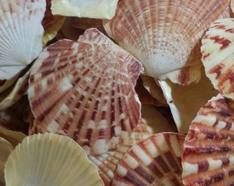 Bulk Pectin Shells - Etsy