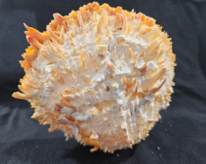 Spondylus Shell Pair Exact Shell Shown 6.75 - Etsy