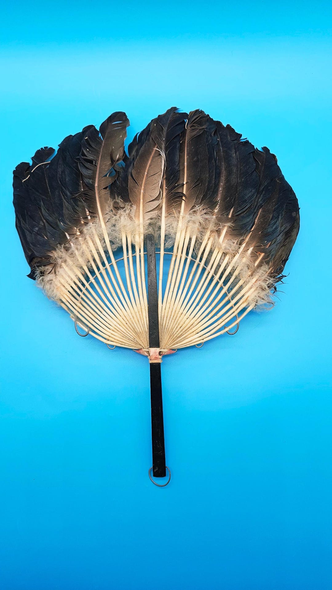Vintage Black Feather Fan (iridescent Plumage) - 15