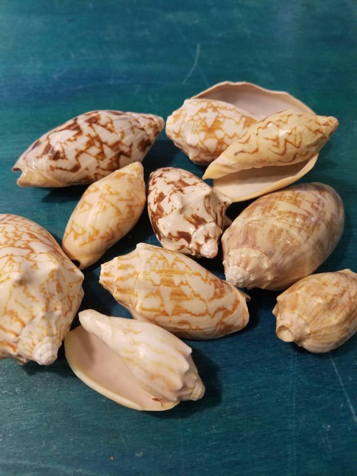 Bat Volute Cymbiola Vespertilio 2-3 Shells DIY Coastal - Etsy