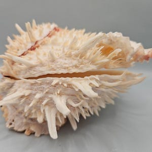 Natural Spondylus Shell Pair - 5"x6"x3" Decorative Ocean Shells - Etsy