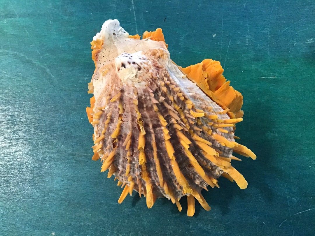 Vintage Spondylus Spiny Oyster Clam Seashell Shell Sea Rare - Etsy