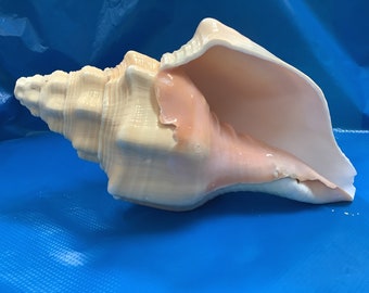 Conch Large Ocean - Etsy