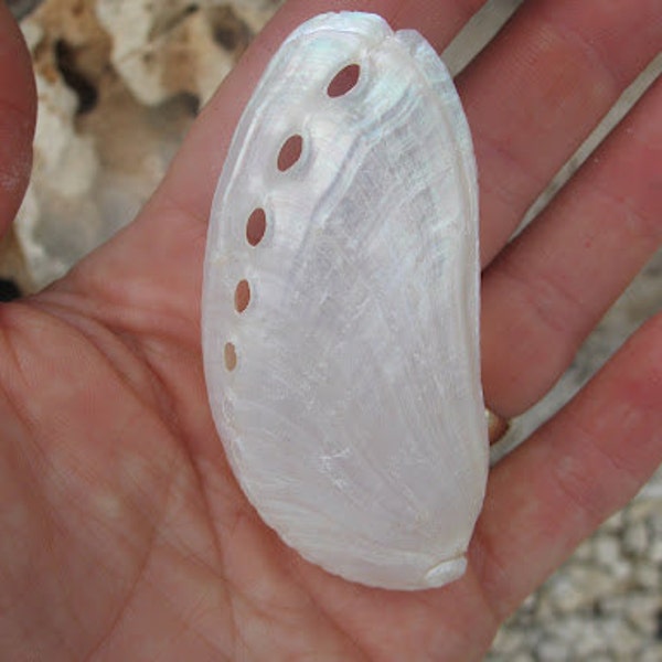 Sea Shell Supply - Etsy