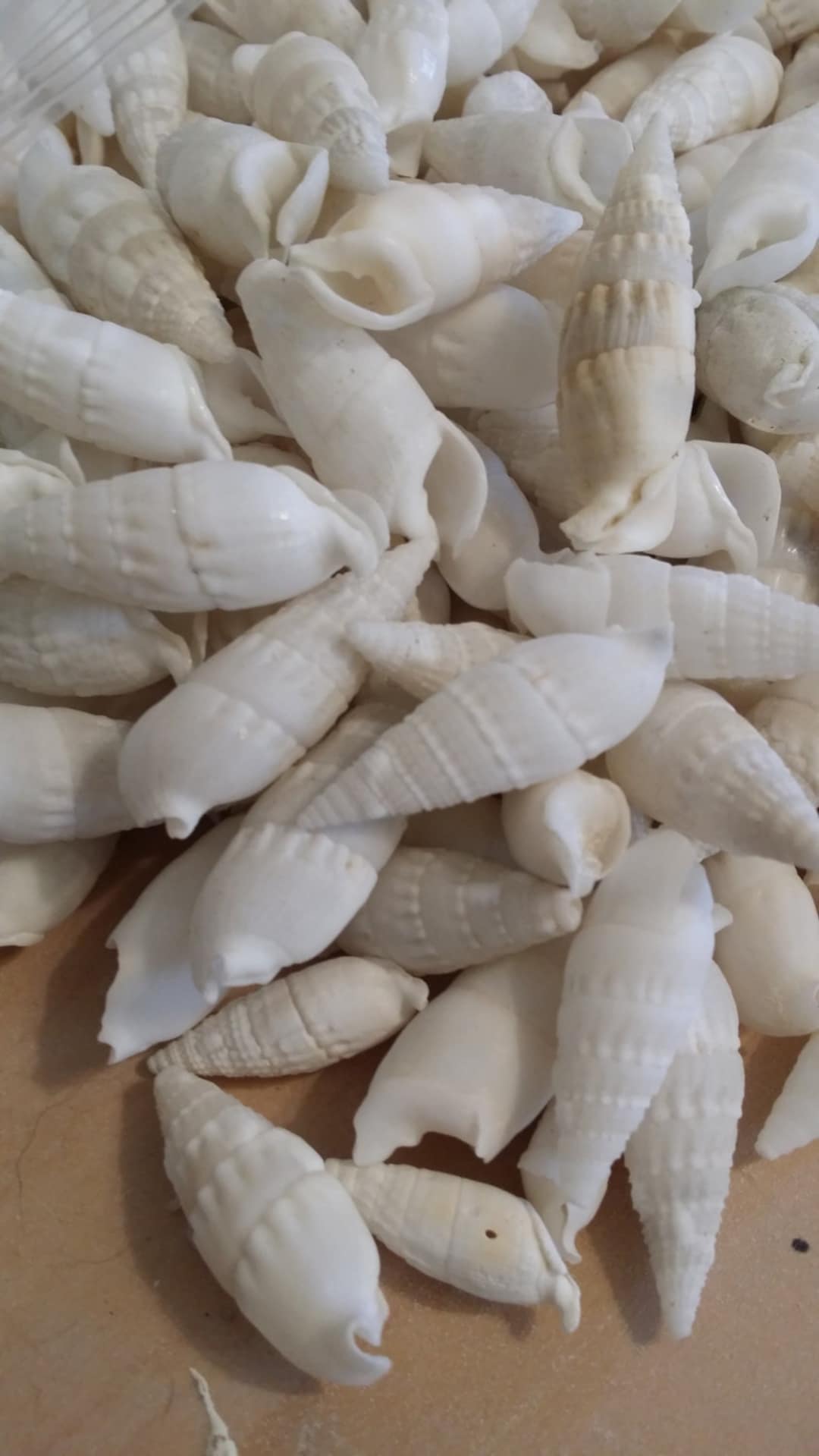 White Cerithium Banded Vertagus Shells 1.5-2" Slender Elongated Spiral ...