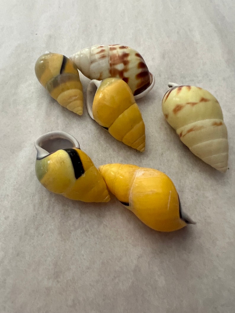 Bright Yellow Striped Land Snail Shells Fun Bright Fairy - Etsy