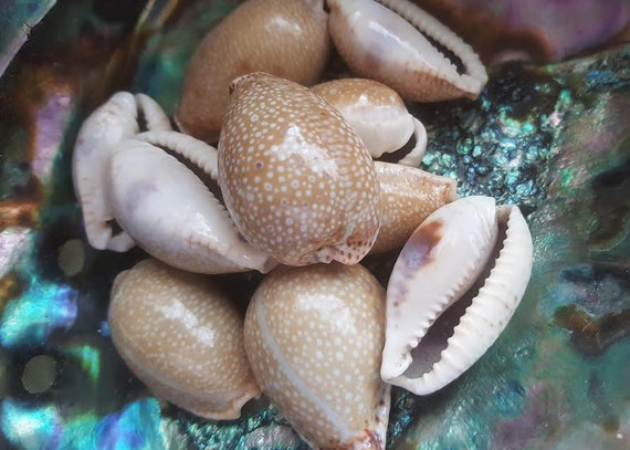 Erosaria helvola cowry Natural small sea shells Golden honey cowrie ...