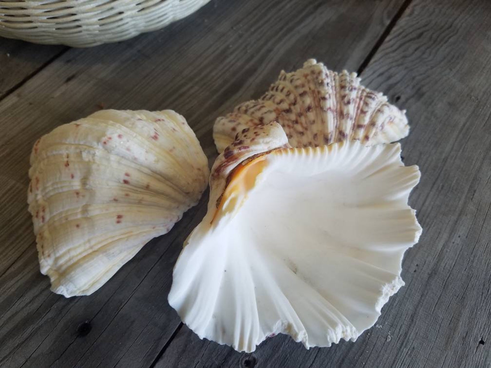 Bear Paw Clam Half Shells Clams Seashells Set Halves DIY Ring | Etsy