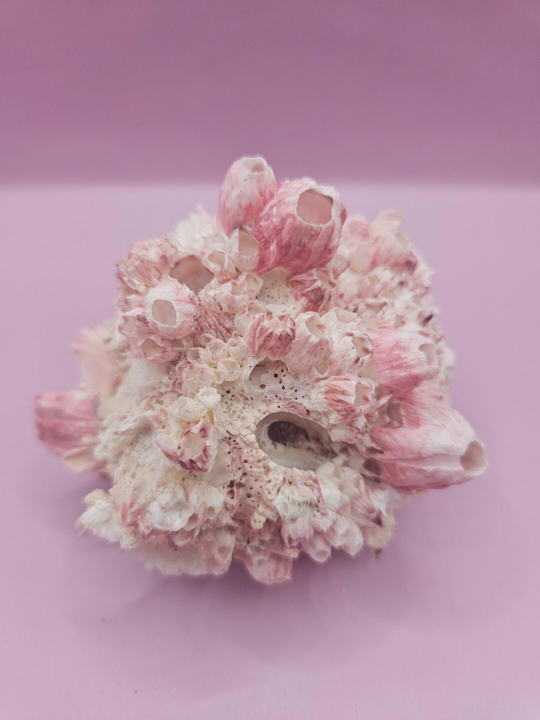 Barnacle With Yellow Jewel Box Shell Gulf of Mexico 3.5x3.1 - Etsy