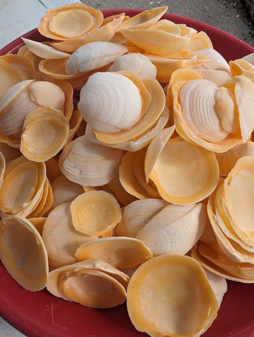 Buttercup Shells - Etsy