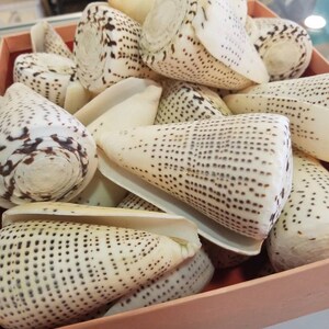 Large Lettered Cone Shells Letter Litteratus Conus Seashells Spotted ...