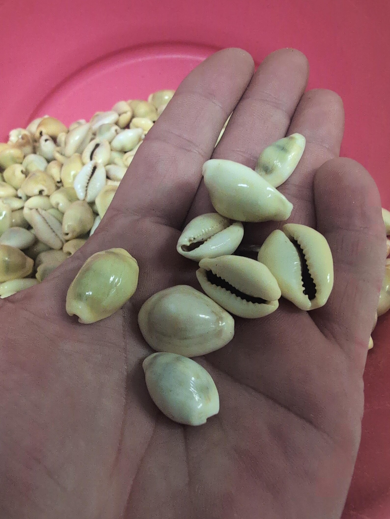 Money Cowrie Shells- Monetaria Moneta - Etsy