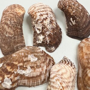 Brown Turkey Wing Seashells Ark Shells Arca Zebra Coastal Decor Beach ...