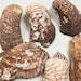Brown Turkey Wing Seashells Ark Shells Arca Zebra Coastal Decor Beach ...