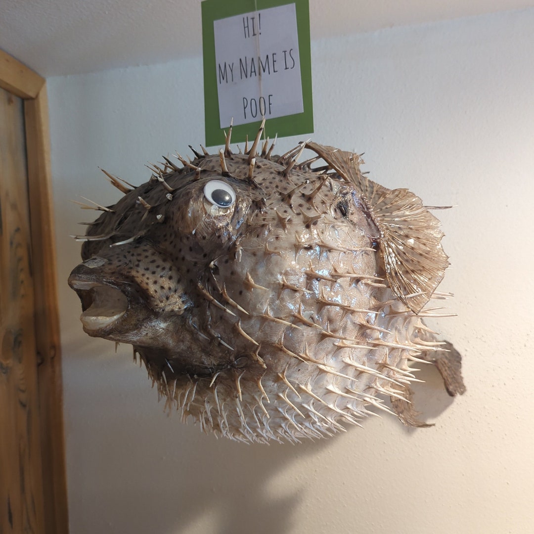 Poof the Giant Porcupine Fish 25 - Etsy