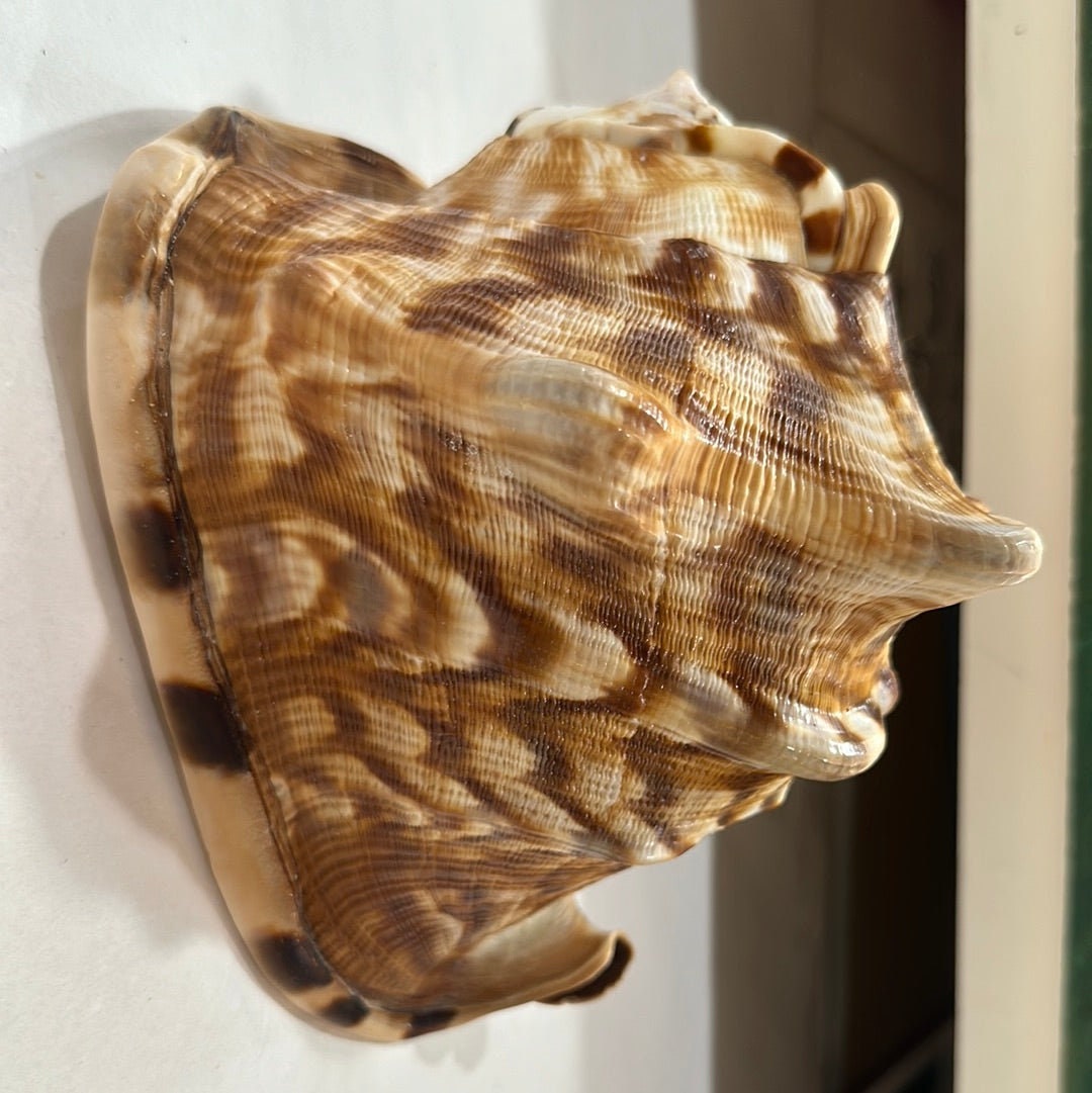 King Conch Helmet Shell Exact Shown - Etsy
