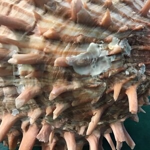 Vintage Spondylus Spiny Oyster Clam 4.5 Seashell Shell - Etsy