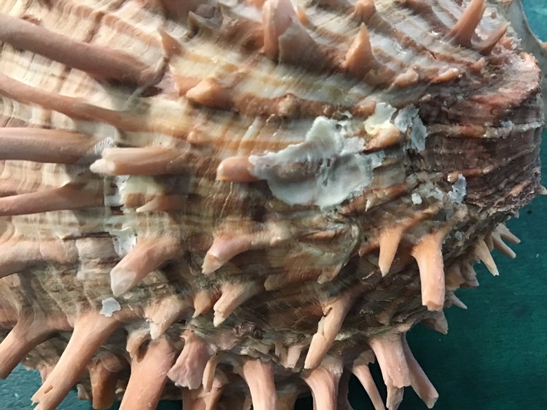 Vintage Spondylus Spiny Oyster Clam 4.5 Seashell Shell - Etsy