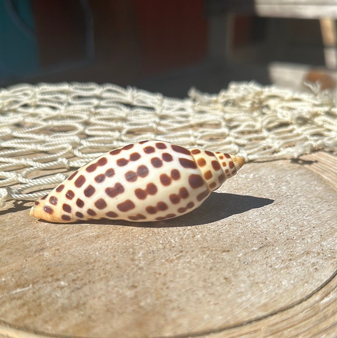 Vintage Scaphella Junonia Shell-3.25x1 - Etsy