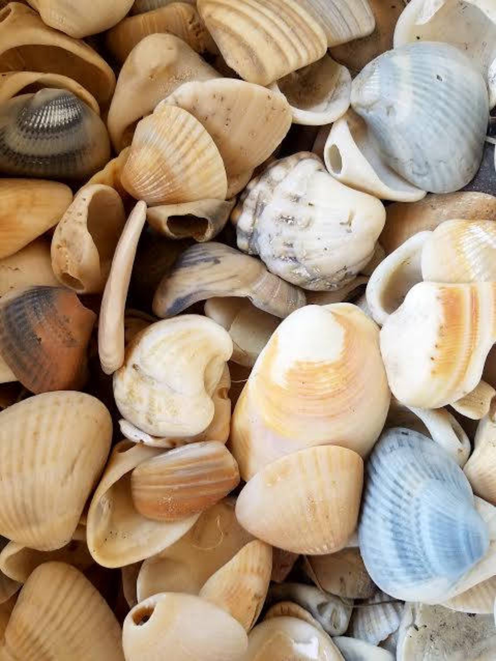 Mixed Assorted Smooth shell shards & whole holey shell chips | Etsy