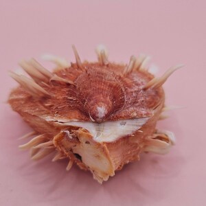 Hinged Spondylus Shell – 3" Bivalve Display With Spiny Texture - Etsy