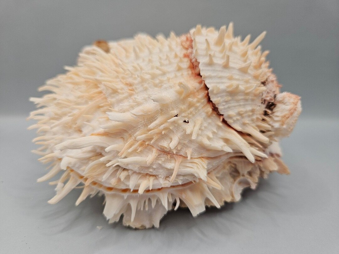 Natural Spondylus Shell Pair - 5"x6"x3" Decorative Ocean Shells - Etsy