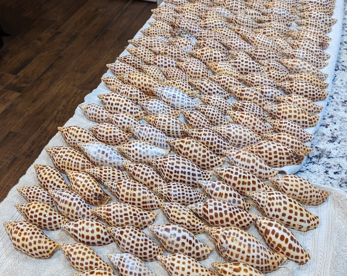 Large Polished Jade Turbo Shell 3.5 Green Turbo Seashell Collectible ...