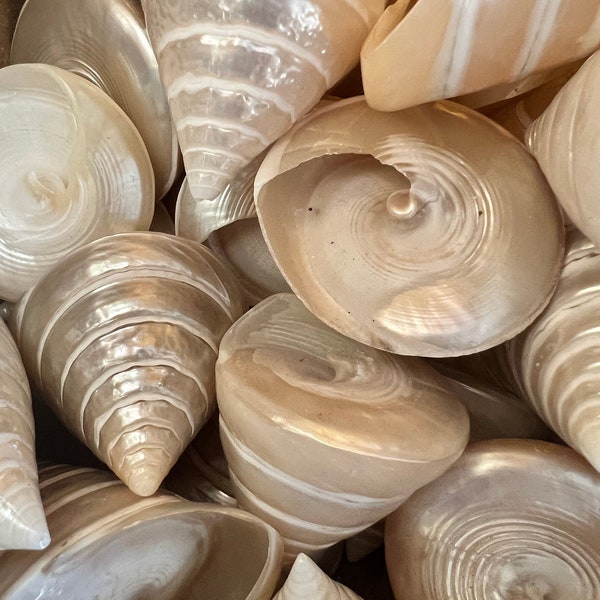 Trochus Shell - Etsy