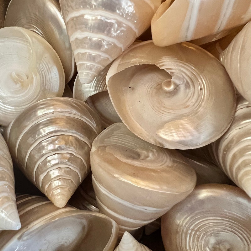 Trochus Shell - Etsy