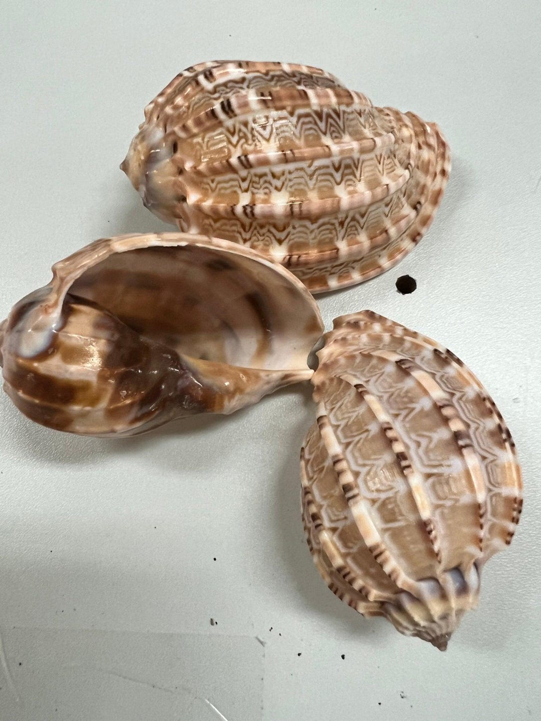 Harpa Articularis Shell Harp - Etsy