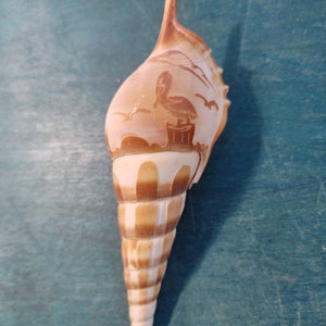 Beach Carved Tibia Shells Jewelry Shadowbox Frames Mirrors Long Pointed ...