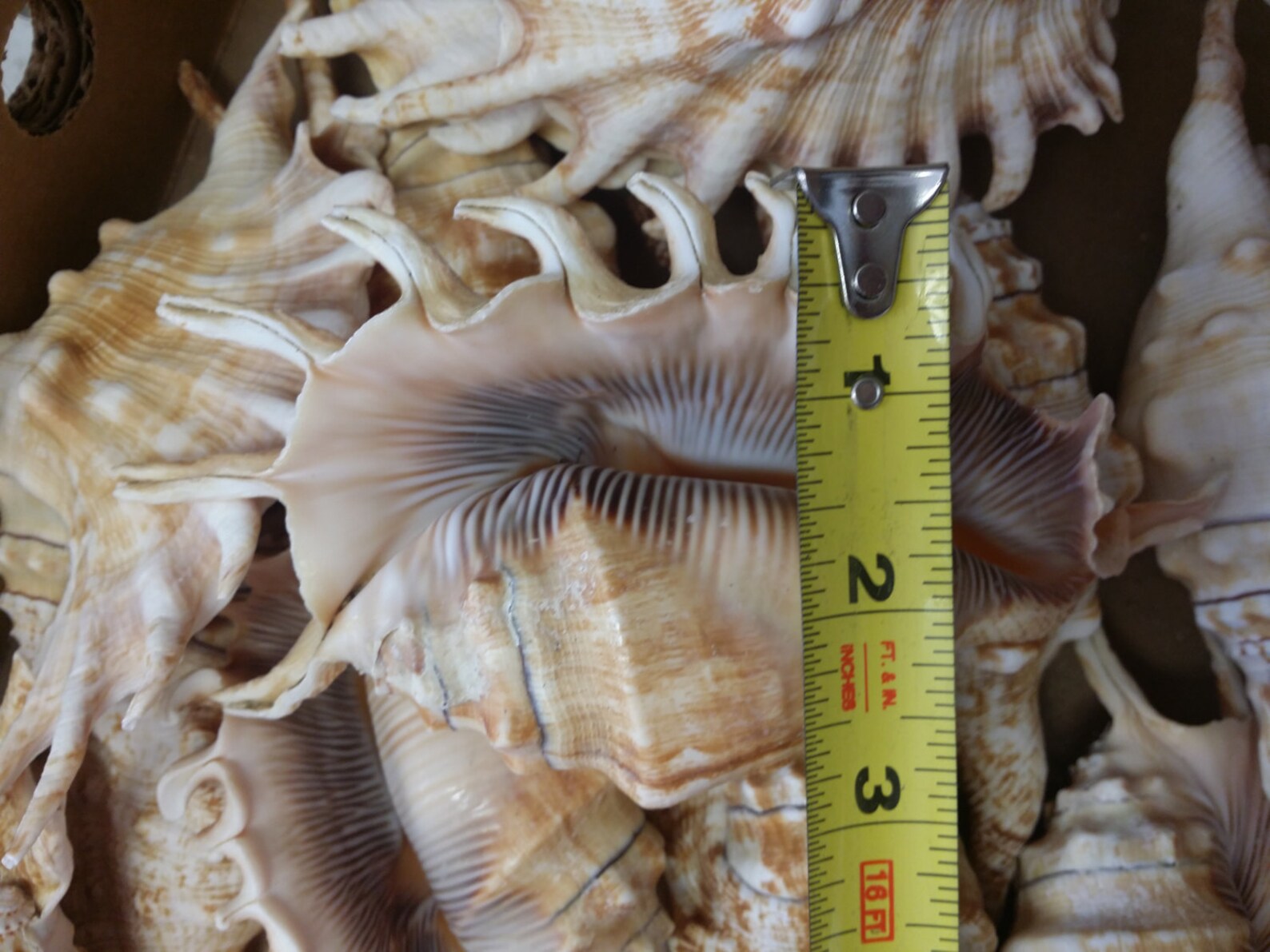 Millipede Spider Conch Shell Lambis Millepeda Spike Legs | Etsy