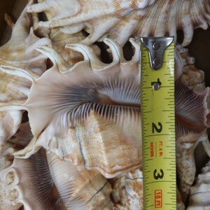 Millipede Spider Conch Shell Lambis Millepeda Spike Legs Pointed Spines ...