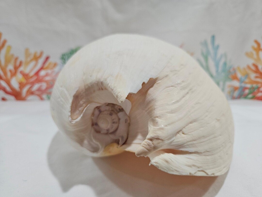 Extra Large Umbilicate Baler Melon Shell 12.5" - Etsy