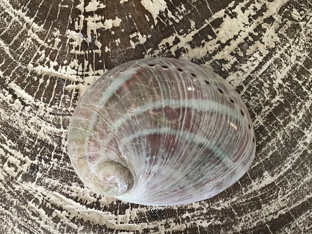 Vintage Oval Greenlip Abalone 6.5 Haliotis Laevigata - Etsy