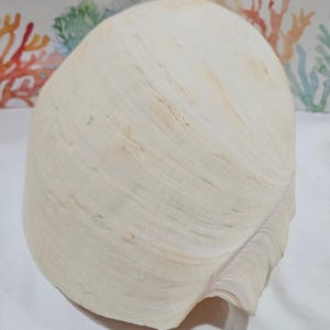 Extra Large Umbilicate Baler Melon Shell 12.5" - Etsy