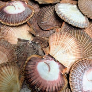 Mexican Flat Scallop Shells - Etsy