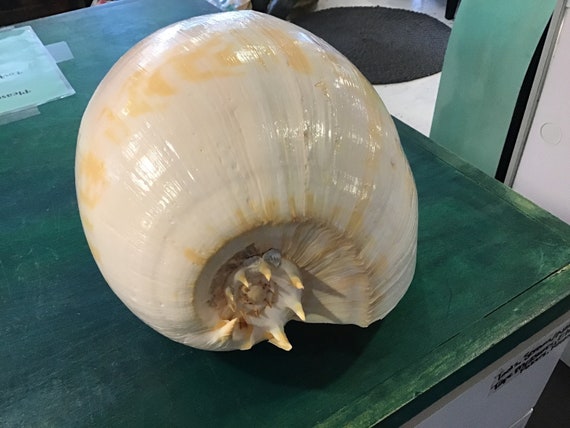 Rocks & Geodes Home & Living RARE Collectors Concave Crown Vintage ...