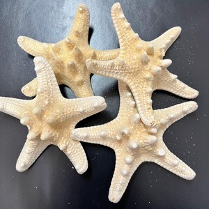 White Armoured Knobby Starfish - Etsy