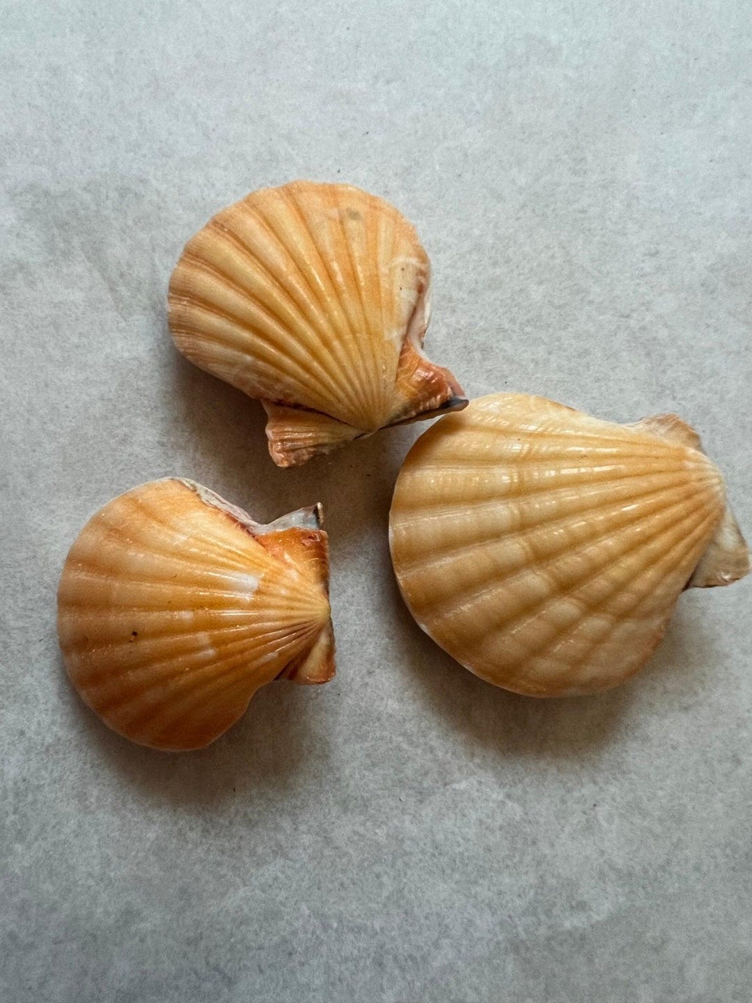 Orange Pectin Scallop Shell Pairs - Etsy