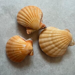 Orange Pectin Scallop Shell Pairs - Etsy
