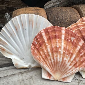 Beautiful Irish Flat Scallop Shells - Etsy