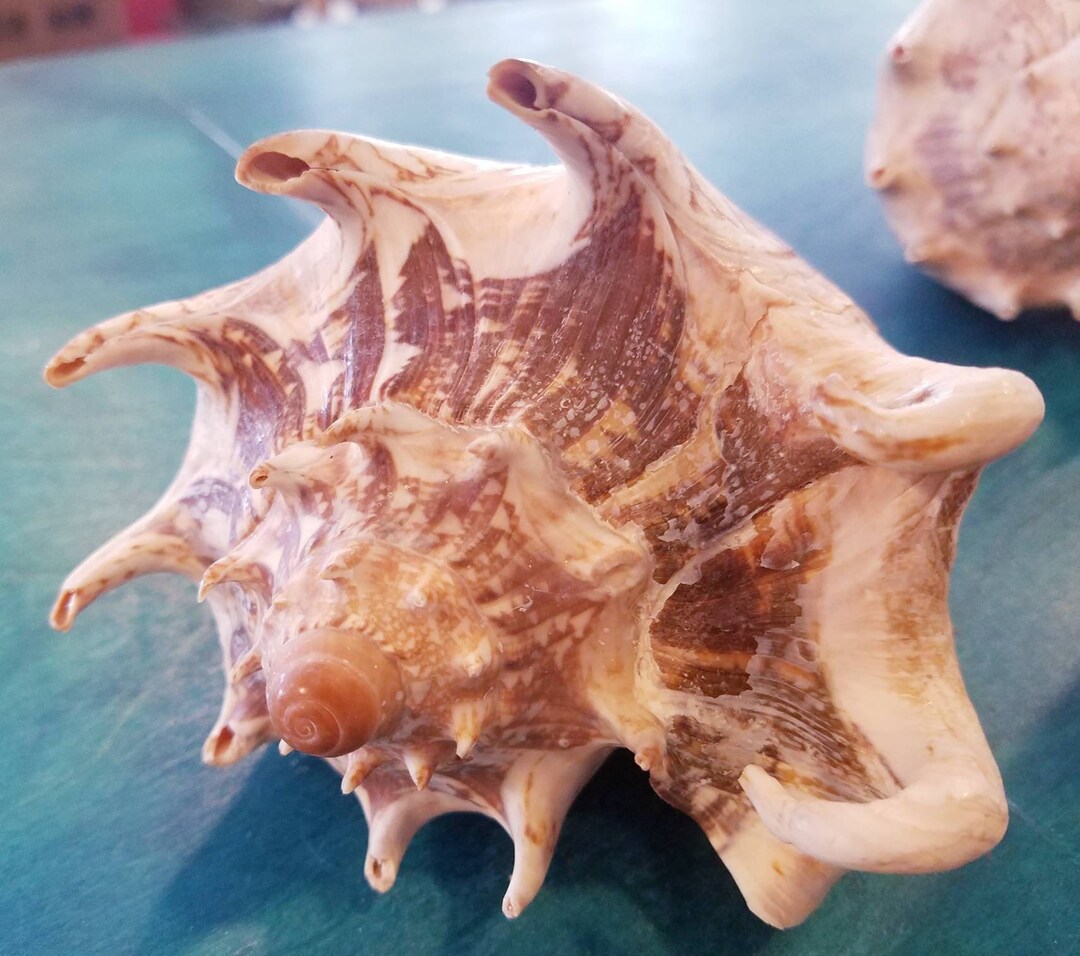 Imperial Volute Conch Shell Horn Spikes Unique Large Display Seashell ...